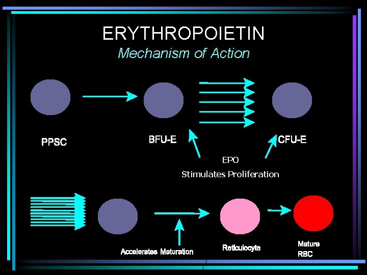 HEMATOLOGY HEMATOPOIESIS Introduction HEMATOLOGY Introduction Study of ...