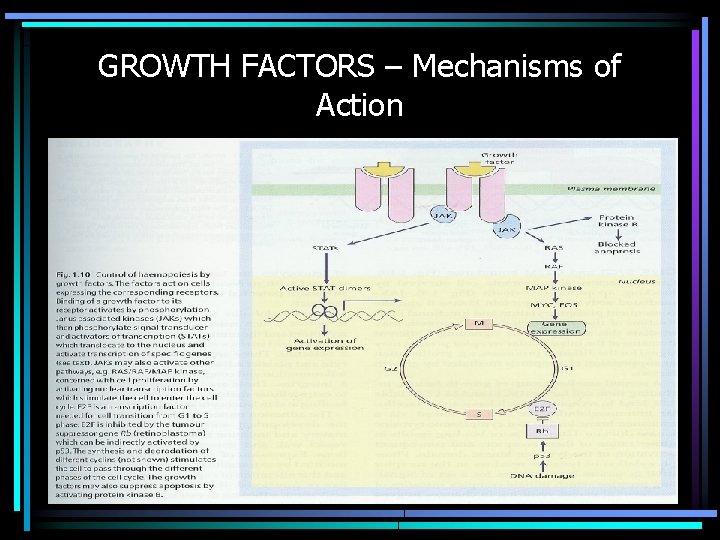 HEMATOLOGY HEMATOPOIESIS Introduction HEMATOLOGY Introduction Study of ...