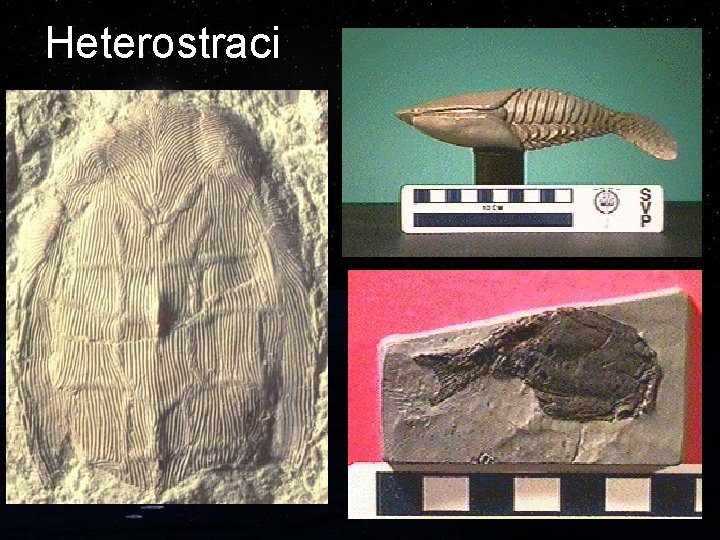 PECES II FORMAS ORIGINADAS EN EL PALEOZOICO FSurgen