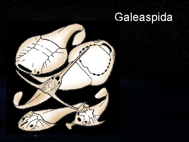 PECES II FORMAS ORIGINADAS EN EL PALEOZOICO FSurgen