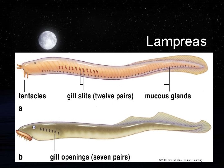 PECES II FORMAS ORIGINADAS EN EL PALEOZOICO FSurgen