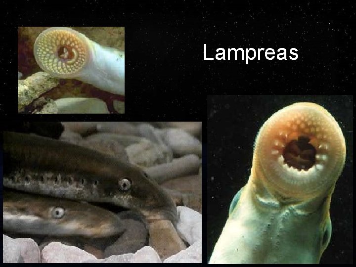 PECES II FORMAS ORIGINADAS EN EL PALEOZOICO FSurgen