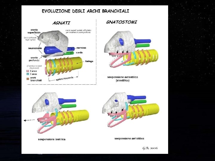 PECES II FORMAS ORIGINADAS EN EL PALEOZOICO FSurgen