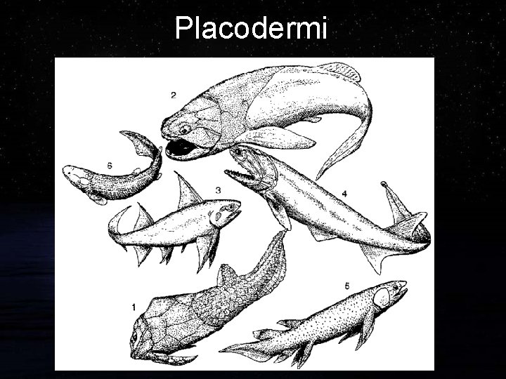 PECES II FORMAS ORIGINADAS EN EL PALEOZOICO FSurgen