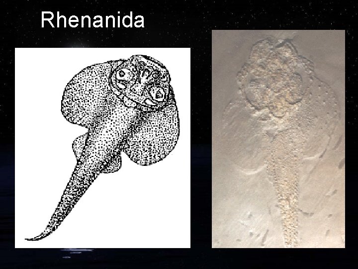 PECES II FORMAS ORIGINADAS EN EL PALEOZOICO FSurgen