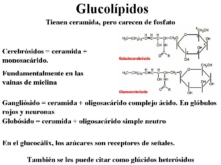 ESQUEMA DEL TEMA 2 b LPIDOS definicin composicin