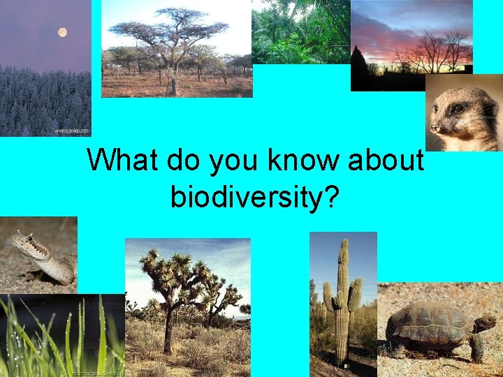 What do you know about biodiversity Quiz Species