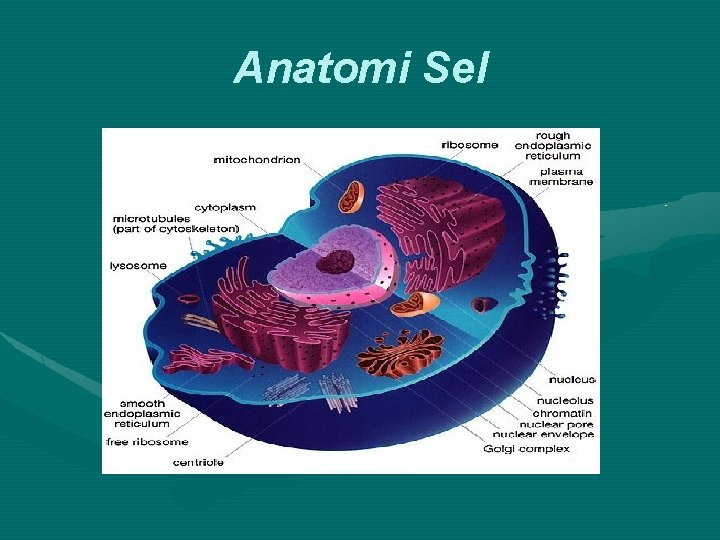 Pengantar Anatomi Fisiologi R Bayu Kusumah N S