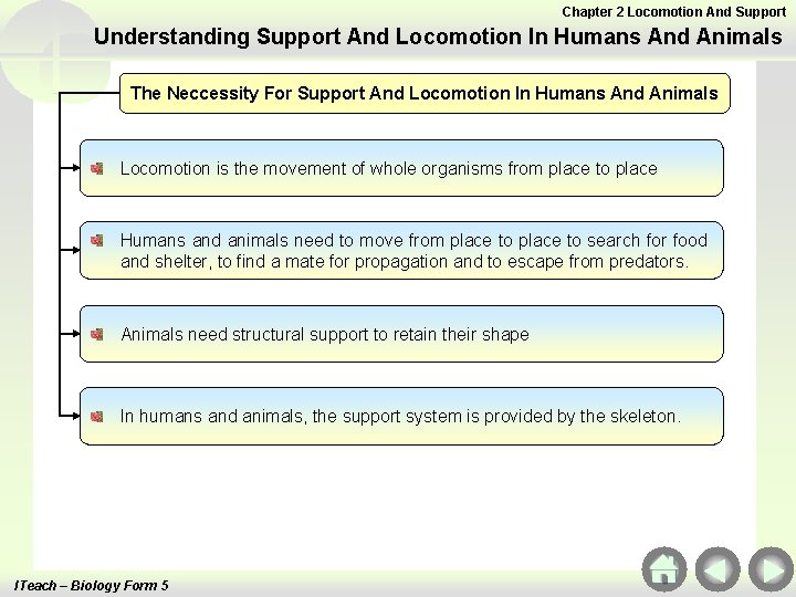 Chapter 2 Support And Locomotion 2 1 Understanding