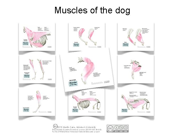Muscles of the dog 2012 Martin Cake Murdoch
