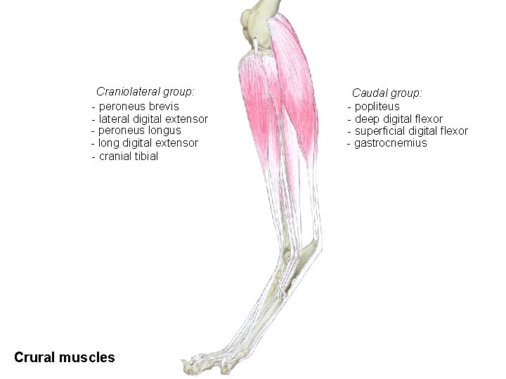 Muscles of the dog 2012 Martin Cake Murdoch