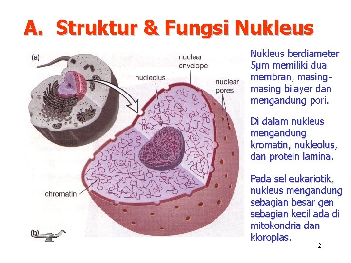 STRUKTUR FUNGSI NUKLEUS SERTA MATERI GENETIK Materi A
