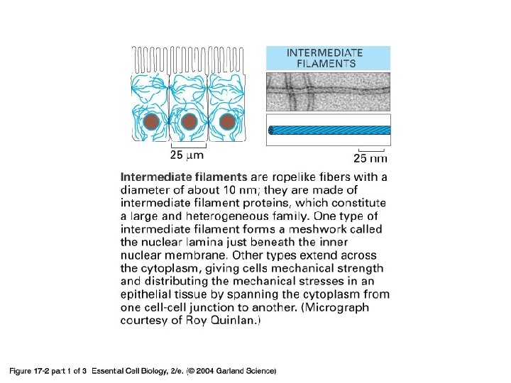 BIOL 200 Section 921 Lecture 11 July 4