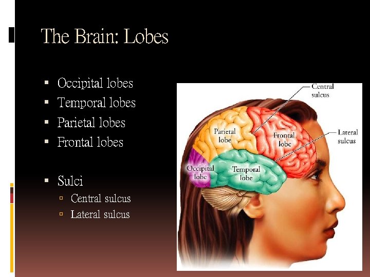 The Brain Lobes Occipital lobes Temporal lobes Parietal