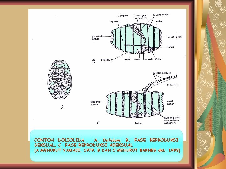 FILUM CHORDATA PADA BEBERAPA STADIA DALAM DAUR HIDUPNYA