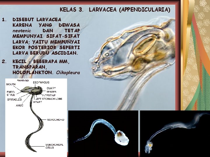 FILUM CHORDATA PADA BEBERAPA STADIA DALAM DAUR HIDUPNYA