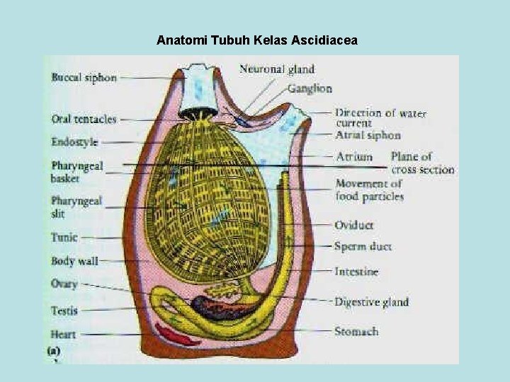 FILUM CHORDATA PADA BEBERAPA STADIA DALAM DAUR HIDUPNYA