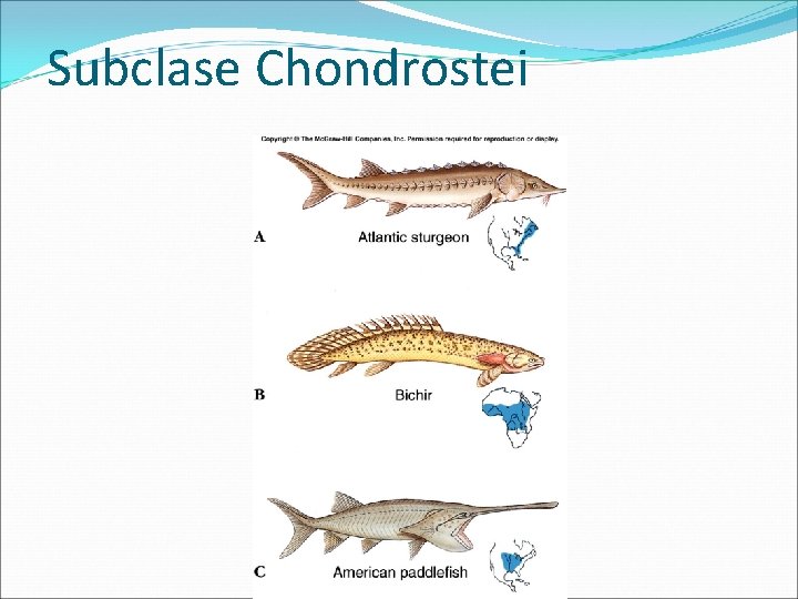 Clase Actinopterygii Subclase Chondrostei 34 especies esqueleto ms