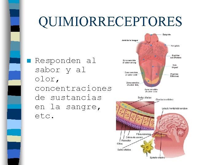 RECEPTORES SENSORIALES Los sentidos nos informan de todo