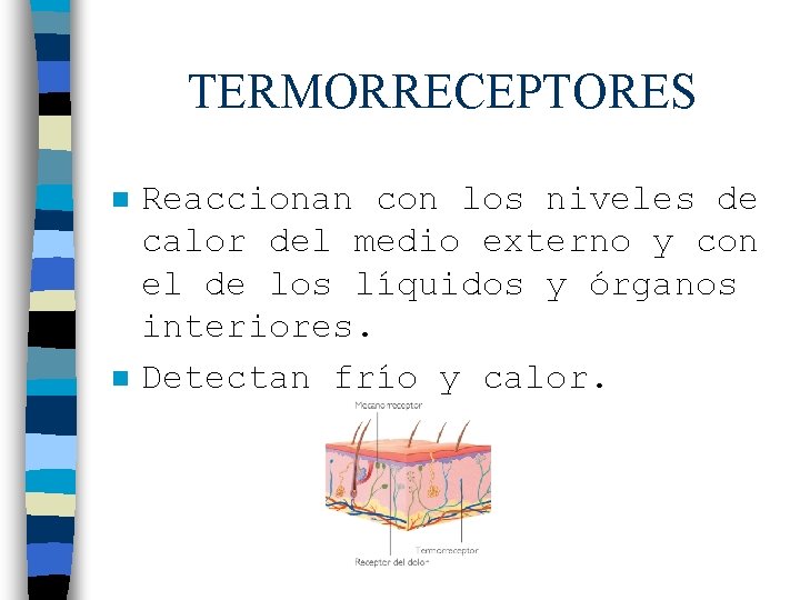 RECEPTORES SENSORIALES Los sentidos nos informan de todo