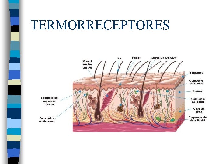 RECEPTORES SENSORIALES Los sentidos nos informan de todo