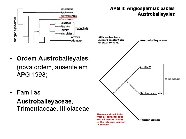 Amborella trichopoda Foto MBG Famlia Amborellaceae Arbustos ou