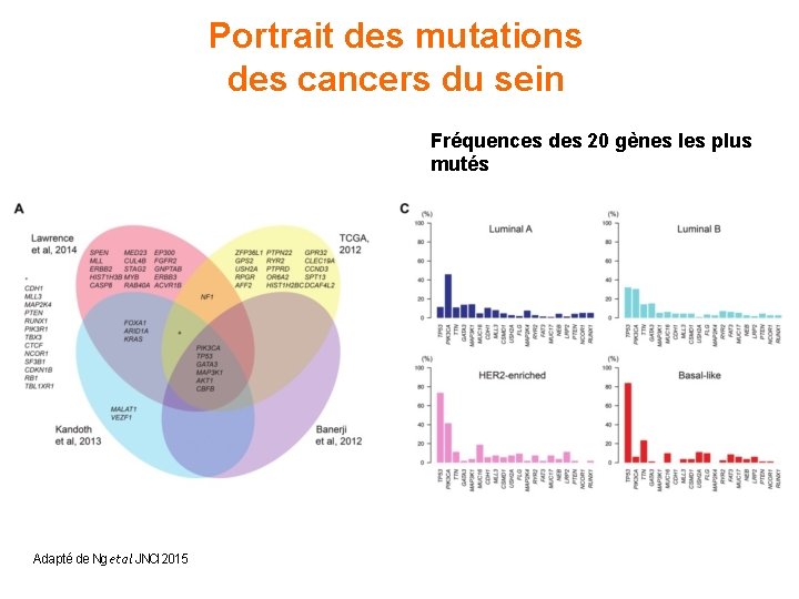 Classification molculaire et audel des cancers du sein