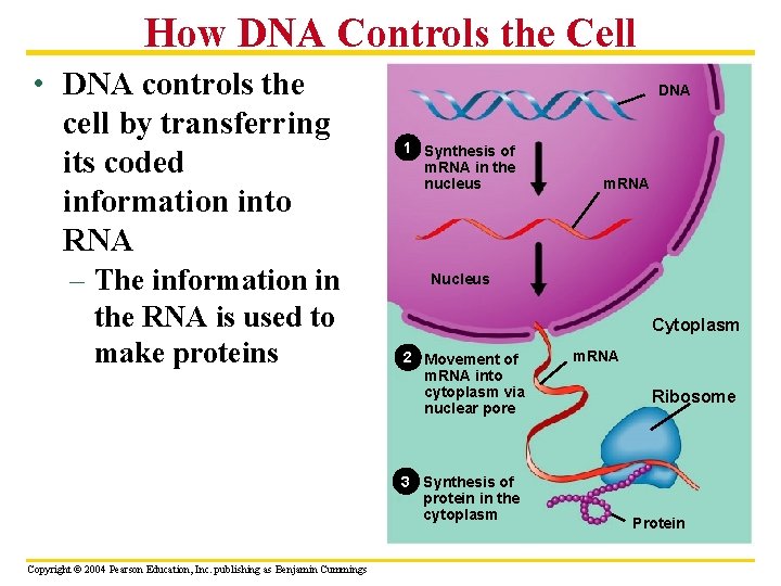 CHAPTER 4 A Tour of the Cell THE