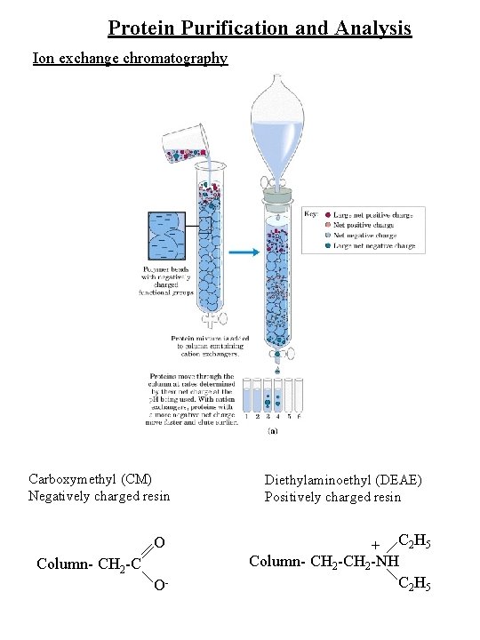 Protein Purification and Analysis Solubility of proteins important