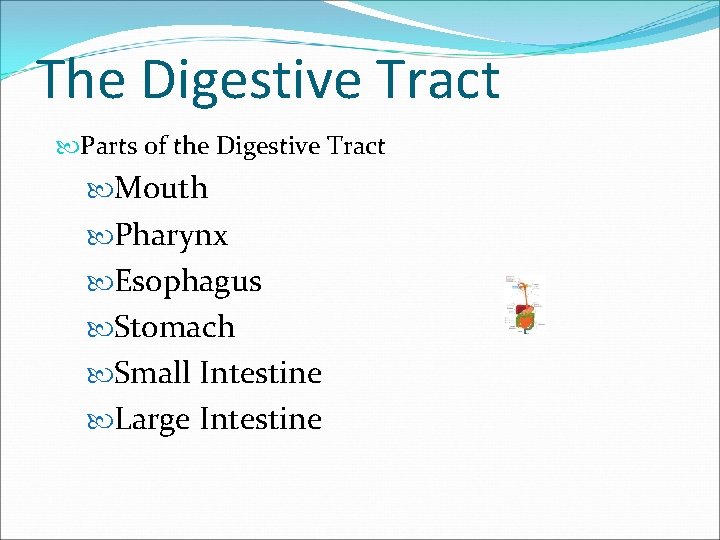 The Digestive System Prepares food for use by