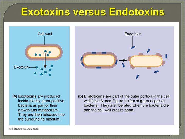 Bacterial Toxins Chapter 14 Addon How Bacterial Cells