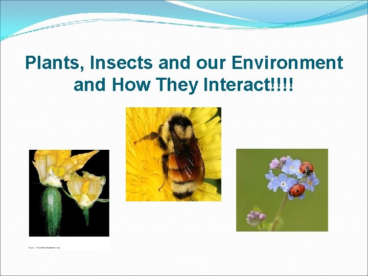 Plants Insects and our Environment and How They