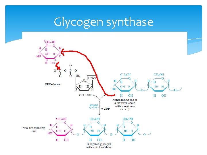 amylase Digestion Glycogen 1 6 glucosidase debranching enzyme