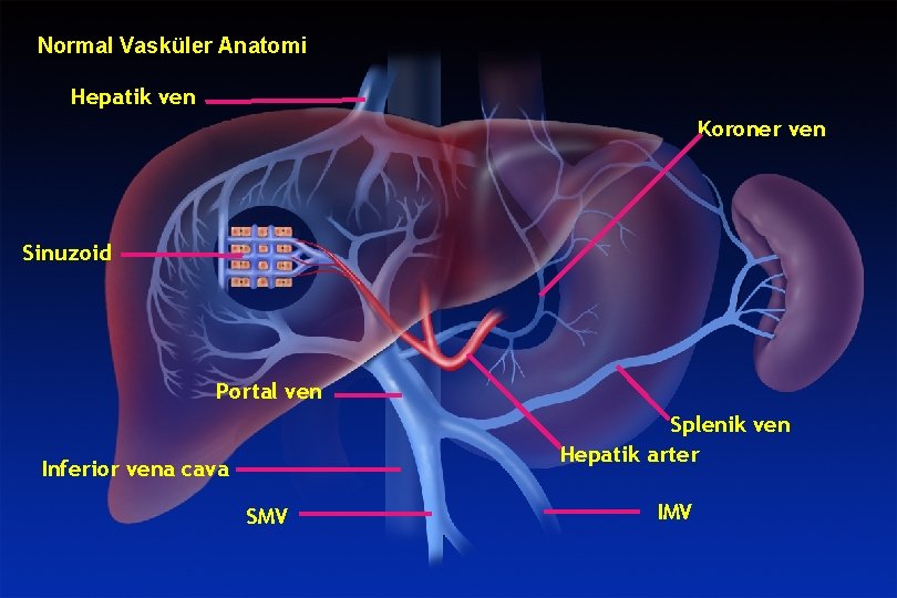 Dr Sinan SARI PORTAL HPERTANSYON Normal Vaskler Anatomi