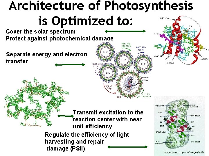 Light Harvesting in Photosynthesis Gabriela SchlauCohen Fleming Group