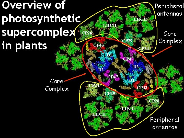 Light Harvesting in Photosynthesis Gabriela SchlauCohen Fleming Group