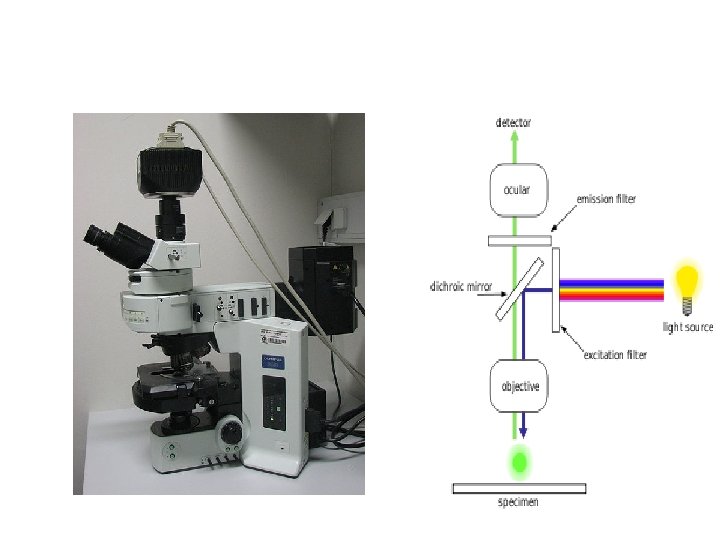 EL MICROSCOPIO La parte mecnica del microscopio Comprende