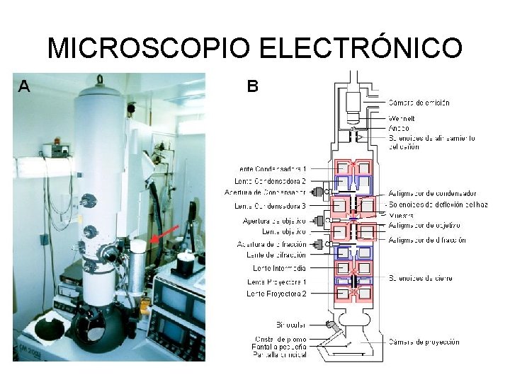 EL MICROSCOPIO La parte mecnica del microscopio Comprende