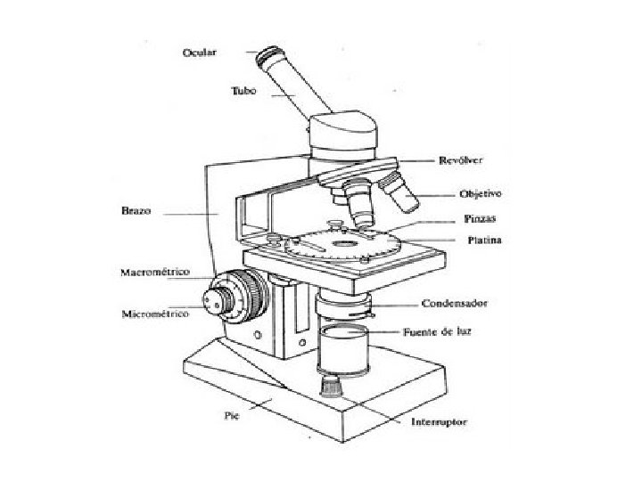 EL MICROSCOPIO La parte mecnica del microscopio Comprende