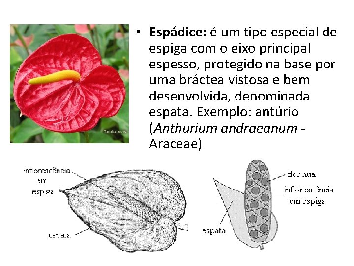 Inflorescncia Natalia nataliasenedahotmail com http www torangept ...