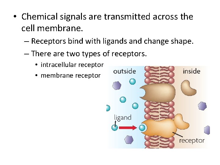 Cell Membranes KEY CONCEPT The cell membrane is