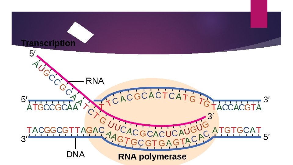 Ch 12 Section 3 DNA RNA and Protein