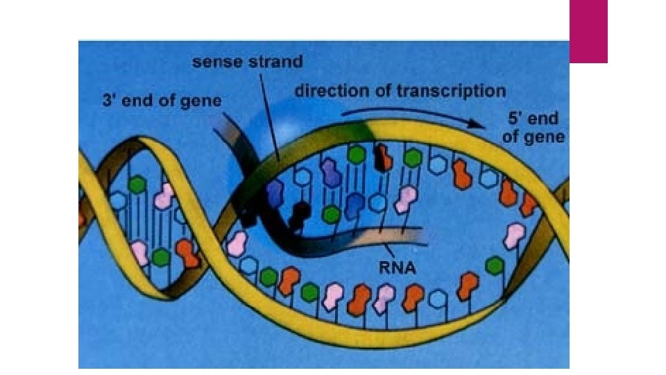 Ch 12 Section 3 DNA RNA and Protein