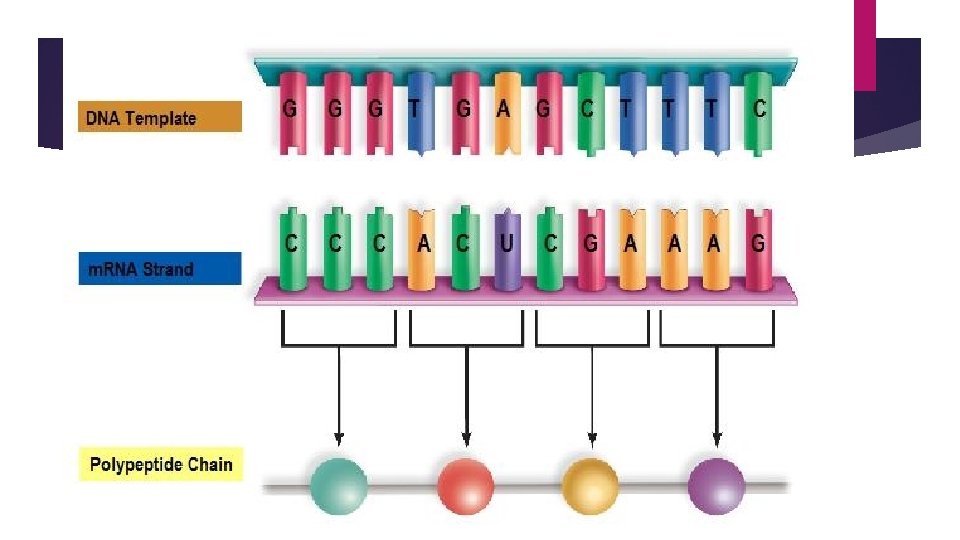 Ch 12 Section 3 DNA RNA and Protein