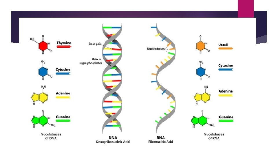 Ch 12 Section 3 DNA RNA and Protein