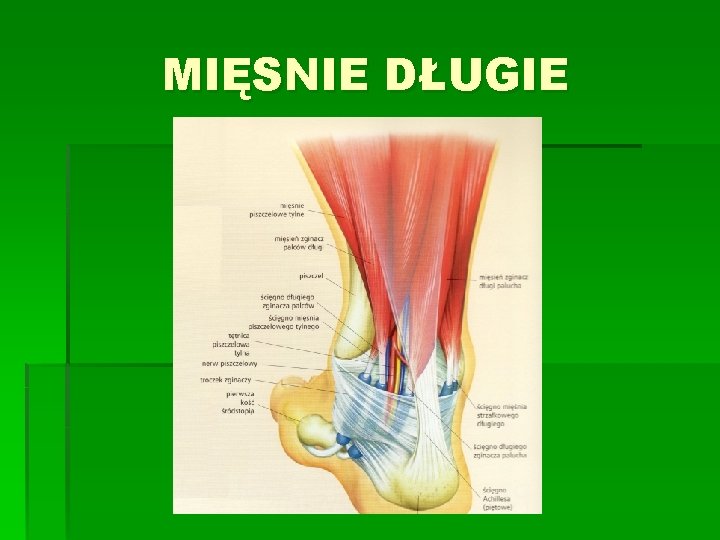 MINIE DZIAAJCE NA STAWY DALSZE STOPY Izabela Jaszczuk