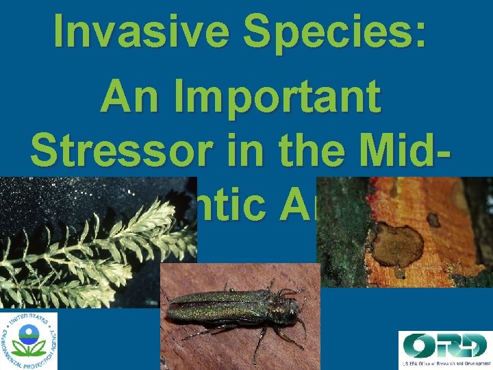 Invasive Species An Important Stressor in the Mid