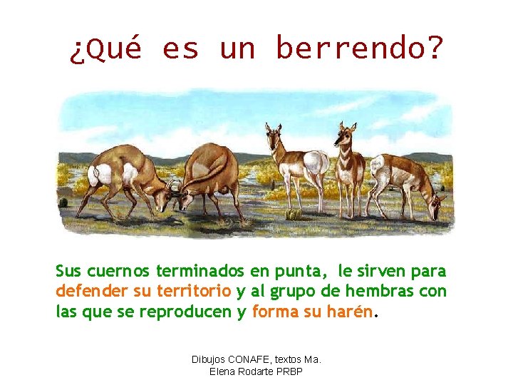 COMPONENTE DE EDUCACIN AMBIENTAL DEL BERRENDO PROGRAMA DE