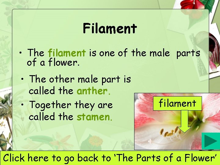 All about flowers Learn the parts of a