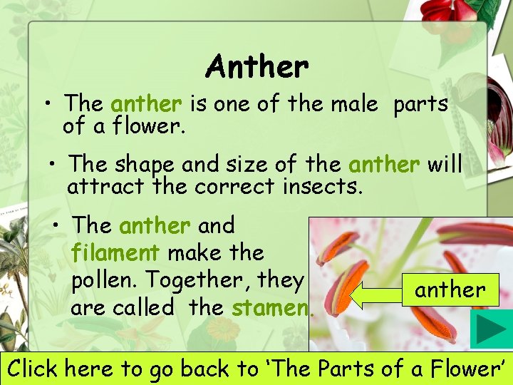 All about flowers Learn the parts of a